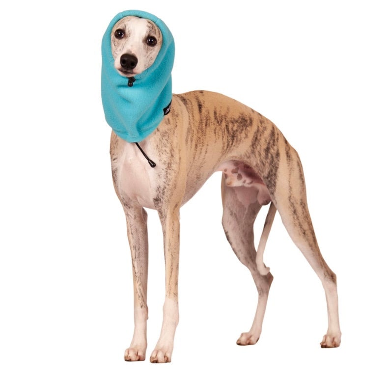 Chilly Dog Head Muff | Continental Pet Company & Dogs Do Smile